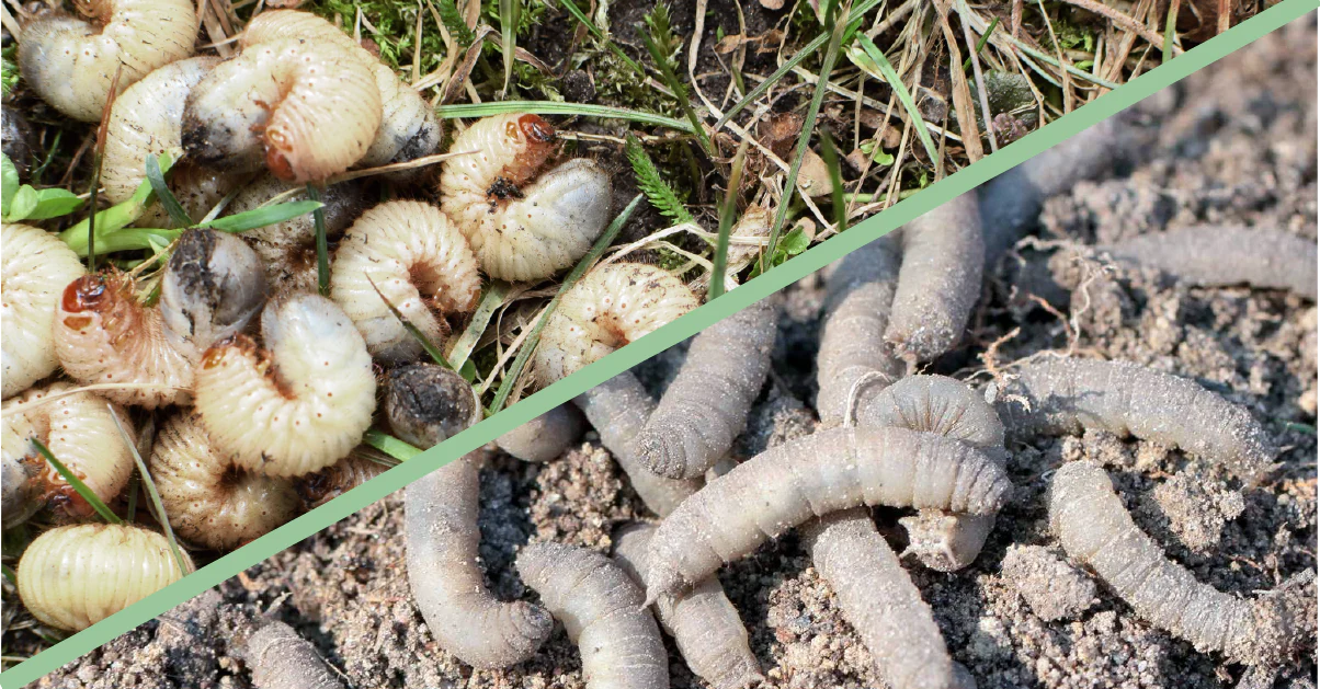 Emelten en engerlingen - Janssen Tuinproducten